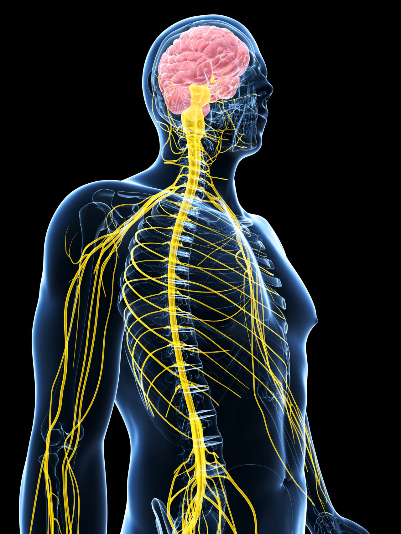 Most Important Nerves In The Body | Performance Ortho